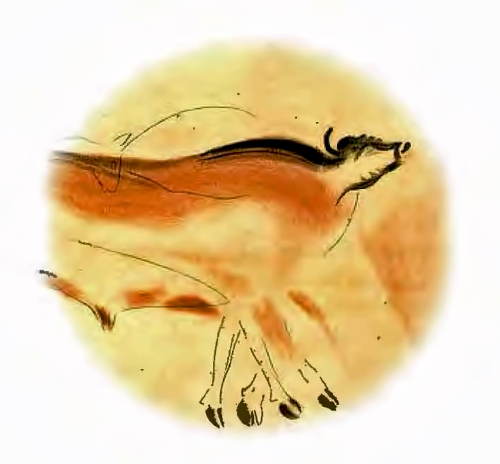 altamira-black-bull-in-motion.-image-don-hitchcock
